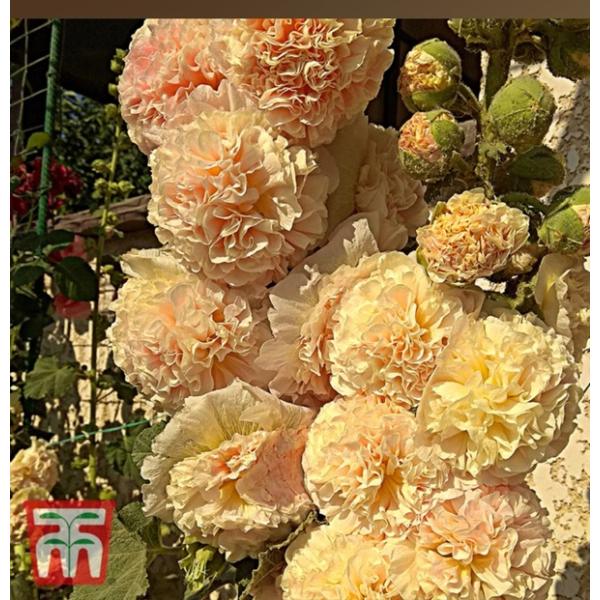 This magnificent strain, with fully double flowers of rich apricot on tall imposing spikes of blooms, gives an air of st...