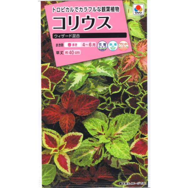 トロピカルでカラフルな色彩をもった葉色を鑑賞するコリウス。寄せ植えの材料としても、コリウスだけの植え込みでも楽しめます。主に葉の色彩を楽しむので穂状の花が伸びてきたら摘み取りましょう。