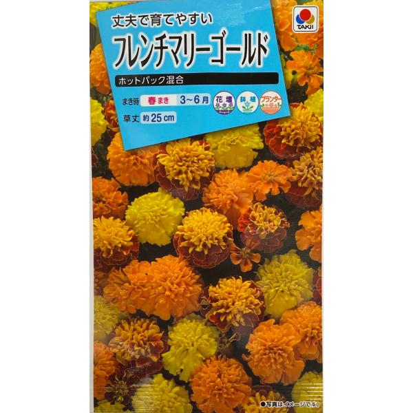 4cm程の花がたくさん咲きます。草姿がコンパクトにまとまり、プランターでの寄せ植えにも使いやすい品種です。黄色やオレンジ、バイカラー等の花をたくさん咲かせ、夏花壇を彩ります。
