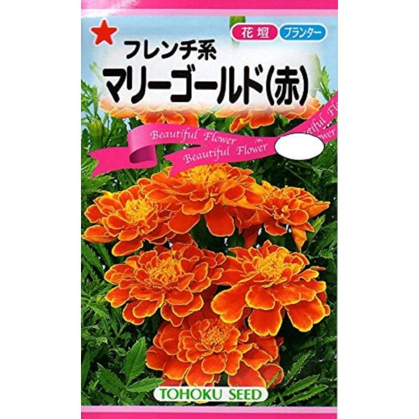 丈夫で育てやすい夏花壇に欠かせない草花で、草丈は低く枝分かれも多い多花性。鮮やかな濃いオレンジ色で明るい印象の花色です。品種名：サファリレッド