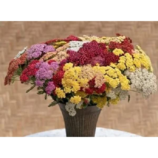 ローズ、アプリコット、イエロー、ピンクなどのフルーティーな色のミックスです。A mix with fruity colours like rose, apricot, yellow, pink