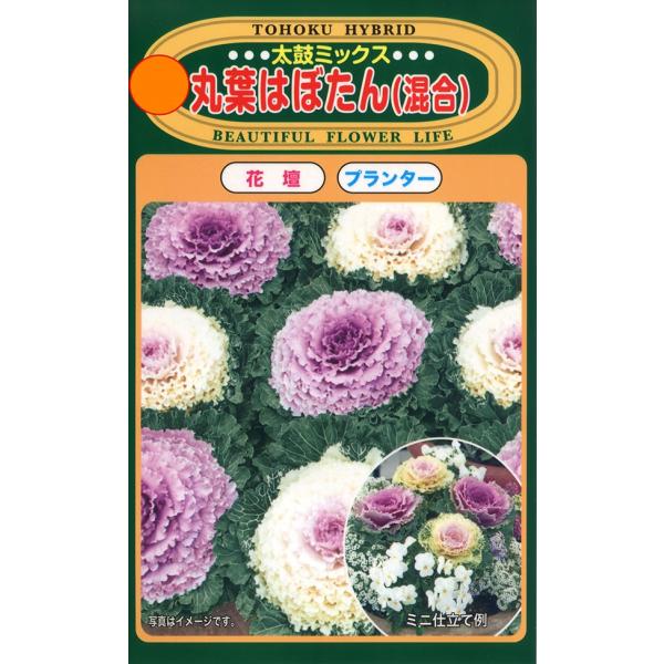 寒傷みが少なく、コンパクトでしまった草姿。正月飾りだけでなくミニ仕立てで冬の花壇に最適です。