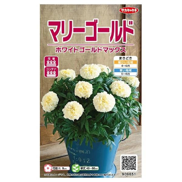 花径約8cmのアフリカン系大輪種。咲き始めは黄色みがかりますが、徐々に白く花も大きくなってきます。一般的にイメージするビタミンカラーとは違い、愛らしい花色です。実際の花色は環境条件や個体により幅があります。