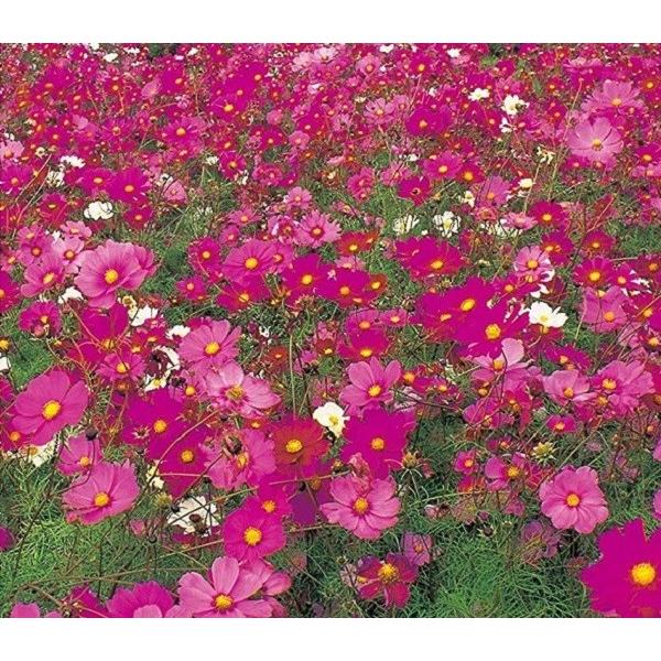 初夏から楽しめる早咲きコスモスのお徳用パックです！種まき後2〜3ヶ月で開花する早生種で、花径8cm位の大輪咲き混合！家でお花畑を楽しめます！