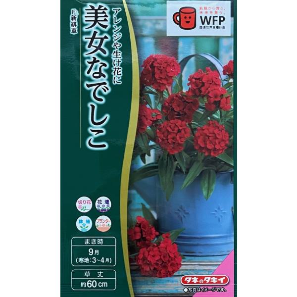期限切れ（2026年4月）間近のため売り尽くしセール！花芽分化に低温感応の必要がないので、従来の美女なでしこではほとんど不可能だった夏まきの秋開花、寒地まきの初夏開花も楽しめる画期的な四季品種です。
