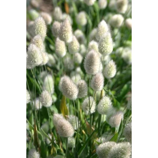 「うさぎのしっぽ 」のようなふわふわ可愛い穂をつけます。病害虫も少なく育てやすい植物で、こぼれ種でも増えてくれます。限られたスペースやポットやプランターでも栽培出来ます。