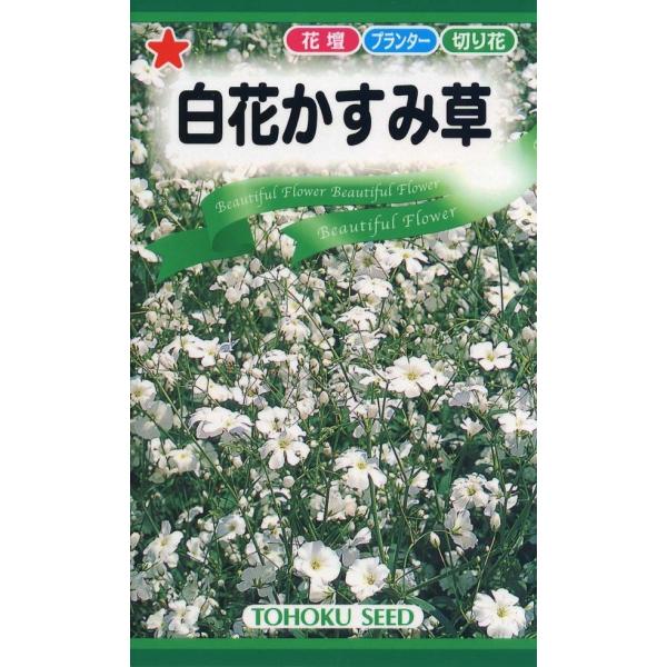 脇役で有名な花ですが、実は結構人気があったりします。多花性で花が株一面に広がります。一年草のカスミソウになります。