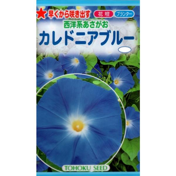 早咲き系の西洋系あさがお。花色は目の覚めるようなクリアブルー。
