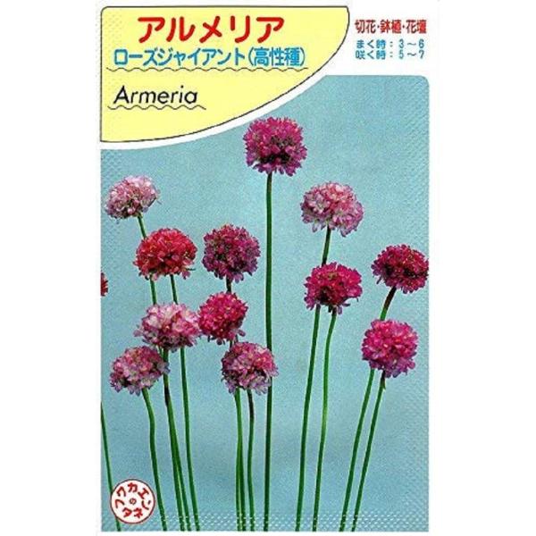 長めの芝生の様な葉の中から長い花首を持ち上げてピンポン玉のような花を咲かせます。従来のアルメリアと比較して花首がかなり長く伸びるため切花としても利用出来、宿根草になります。