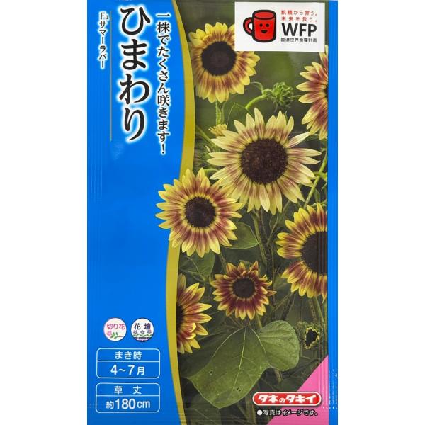 クリームイエローに赤茶が入り、良く分枝して一株で何輪もの花を楽しめる。花色は色幅があり淡〜濃い赤茶のバイカラーカラーとなる。タネから簡単に育てられ、丈夫で生育の早い人気の草花。草丈の高いタイプは切り花や景観におすすめ。