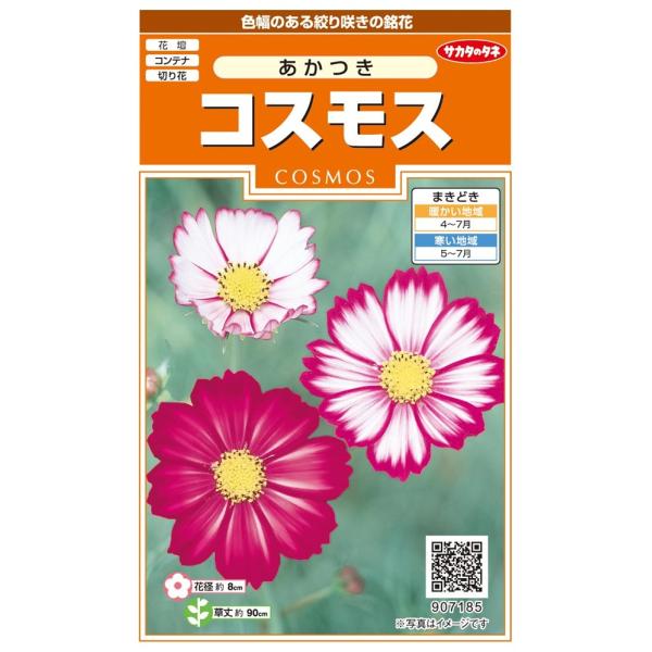 絞りや覆輪が入るユニークな花色の品種です。単色花も咲きます。タネまきから70〜80日で開花する早咲き種で、上部で分枝し、草丈はやや低く、切り花だけでなく花壇やコンテナにも向きます。