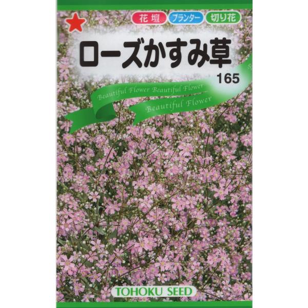脇役で有名な花ですが、実は結構人気があったりします。多花性で花が株一面に広がります。一年草のカスミソウになります。