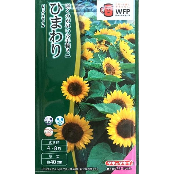 赤褐色とオレンジの2色咲きで、コントラストの美しい品種です。無花粉なので切花でも楽しめます。※花色パターンが安定しないことがあります。また、特性上まれに黄色単色の花が咲きます。