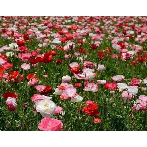 八重と一重の花が咲き、群生させると非常に見事です。ケシ属に属します。ポピーは、眠りと忘却のシンボルで、ギリシャ神話によれば眠りの神ソムヌスが、実りの女神の疲労を取り除いて豊作にするためにポピーを作ったということです。