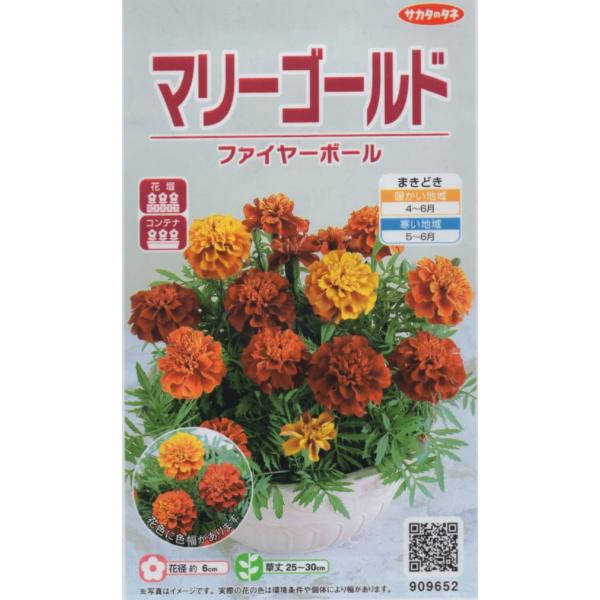 色の濃い赤からオレンジ色まで、花が咲き進むにつれて花色が変化します。１株で複数の花色を楽しむことが出来ます。夜温が下がってくる秋に赤色がまし、目を引きます。実際の花色は環境条件や個体により幅があります。