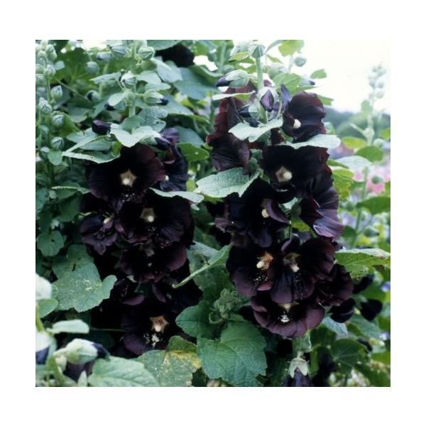 コテージガーデンの代表的な植物のひとつです。伝統的な黒い花を咲かせ、非常に装飾的です。