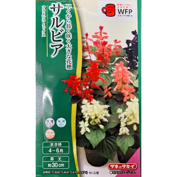 ボリューム感のある花穂になります。株元から枝分かれし、根張りがしっかりしているため、花壇でも乱れにくく、長期間楽しめます。濃い緑色の葉もこの品種の魅力です。品種名：TL468、TL469、TL470、TL471　他1品種