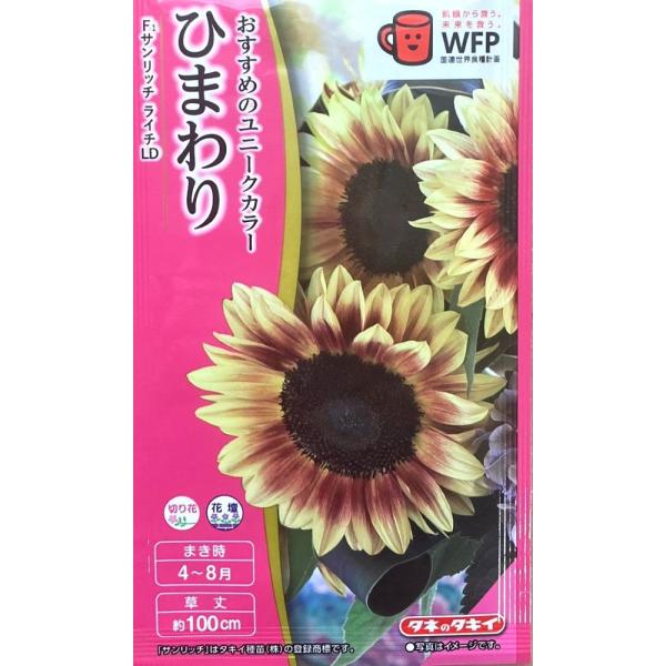 花色はクリーム色地にパープルローズのバイカラー。株によって花色の濃淡に幅があり、個性に富んだ姿を楽しめます。
