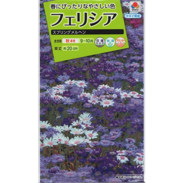 別名を“るりひなぎく”ともいいます。淡いパステルブルー調のブルーを基本とし、ピンク、ローズ、パープルなどを含んだ混合種です。草丈約20cmの矮性種で、分枝が多く、沢山の花を咲かせます。
