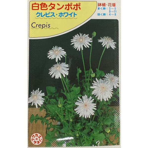 草丈30〜35cmほどで耐寒性があり、花壇・鉢物として利用できます。地際よりよく分けつし、次々と花を咲かせます。切り戻しをおこなう必要もなく、誰でも簡単に育てられる一年草です。