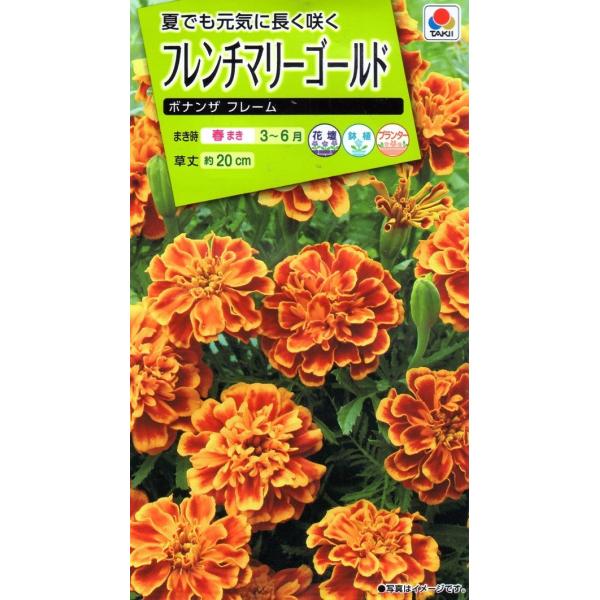 コンパクトな株に5〜6cmの大きな八重咲きの花がを咲かせるタイプです。花色は赤に橙の覆輪となり、早くから花をつけ、大株になっても株姿がくずれんきくく、花壇・プランター・鉢植えに最適です。