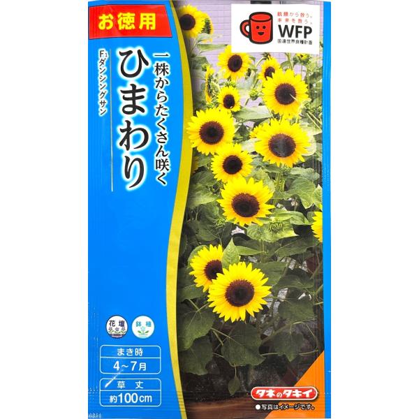 植栽や大鉢に向く、分枝性・無花粉のひまわりです。1株でいくつもの花を楽しめます。しっかり分枝させるのに、6寸以上の大鉢から花壇での栽培がおすすめです。※この品種からはまれに淡色で分枝の弱い株が出現します。