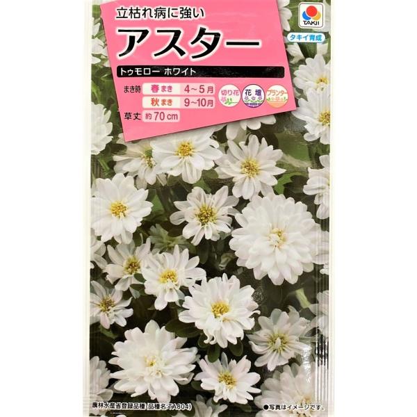 純白色。茎質硬く、栽培しやすい品種。フザリウムに強い、花径2〜3cmの小輪半八重品種の早生タイプ。ノーピンチ１本仕立に向き、頂点咲き性強くトップで花がまとまる。基部分枝が少なく、無駄枝が出にくく、密植栽培にも向く。草丈も確保しやすい。