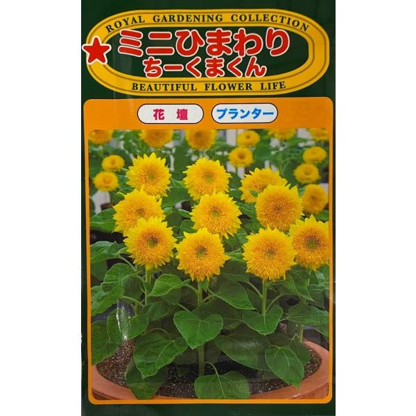 花壇では60〜80cm、小鉢では20cm前後の草丈にしかならないキュートな八重咲きの矮性種。プランターに植えて室内でも楽しめます。