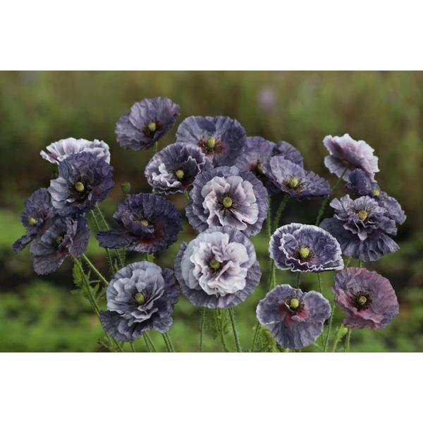 ブルーグレーや白、ベージュなどアンティークな花色が魅力です。花色は個体差があり、咲くまでどんな色が咲くかお待ちいただくのも楽しみのひとつです。ナチュラルガーデンにおすすめのシックな品種です。