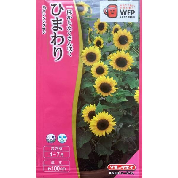 植栽や大鉢に向く、分枝性・無花粉のひまわりです。1株でいくつもの花を楽しめます。しっかり分枝させるのに、6寸以上の大鉢から花壇での栽培がおすすめです。※この品種からはまれに淡色で分枝の弱い株が出現します。