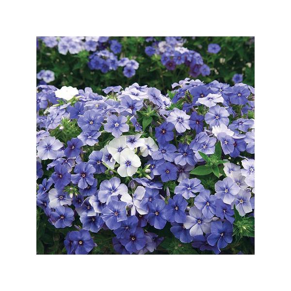 フロックス ムーディー ブルースは、サテンのようなホワイト、ブルー、スミレの美しい色合いが目を引く品種です！夏から秋にかけて咲き、蝶やミツバチにも愛されます。「Moody（気分屋）」という名前ですが、手入れはとても簡単で、中庭のコンテナ植え...