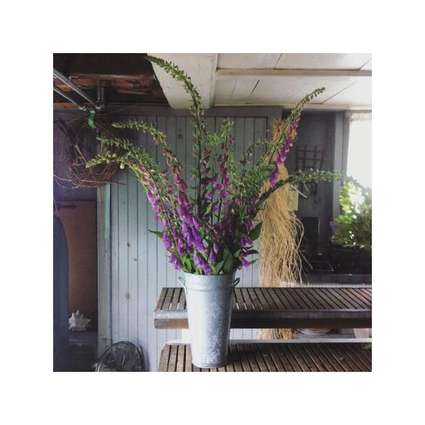 生育が良く、開花が早いので、家庭栽培や市場栽培に最適です。初年度に種子から開花し、美しい紫色のベル型の花弁を咲かせます。多年草として植えた場合、冬越しが難しいので、秋か春に植える丈夫な一年草として扱うのがベスト。Dalmatian Foxg...