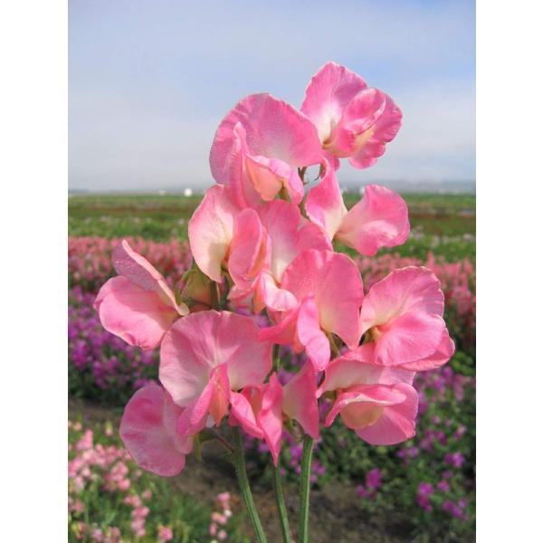 ・より優れた庭園パフォーマンスを実現する Early Multiflora Gigantea シリーズの強化バージョン。・Multiflora Giganteaと同じ時期に開花しますが、花が大きく茎が長くなります。・切り花にはエレガンスシリ...