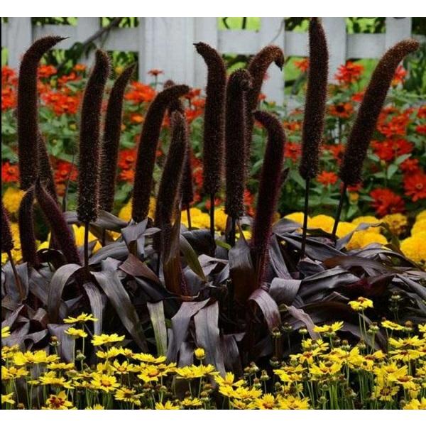 ユニークなアクセントになる植物は、店頭でも魅力的で、コンテナの寄せ植えや庭、景観でドラマチックな印象を与えます。・エキサイティングな色合いの、観賞用ミレットです。・最初は淡いキャラメル色で、穂を咲かせるにつれてブロンズ色へと深みを増していき...