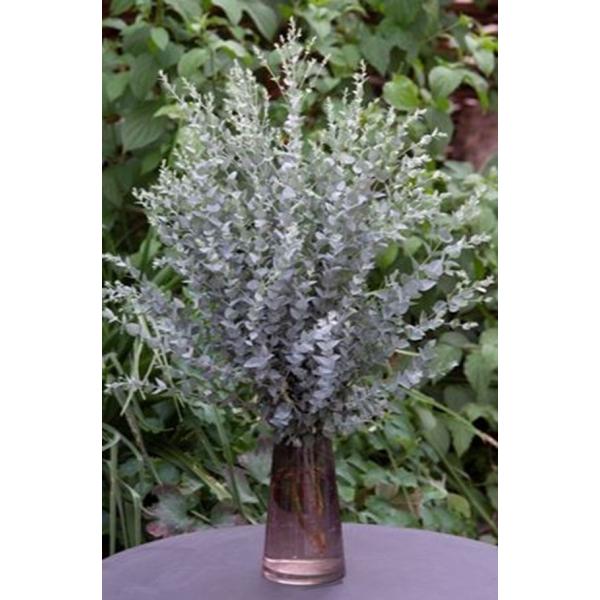 ユーカリには珍しい非常に小さな銀灰色の葉が特徴。観賞価値も高く、青みがかったシルバーの美しい葉は切花のアレンジメントでも人気です。very small, silver-grey juvenile leaves, beautiful addi...