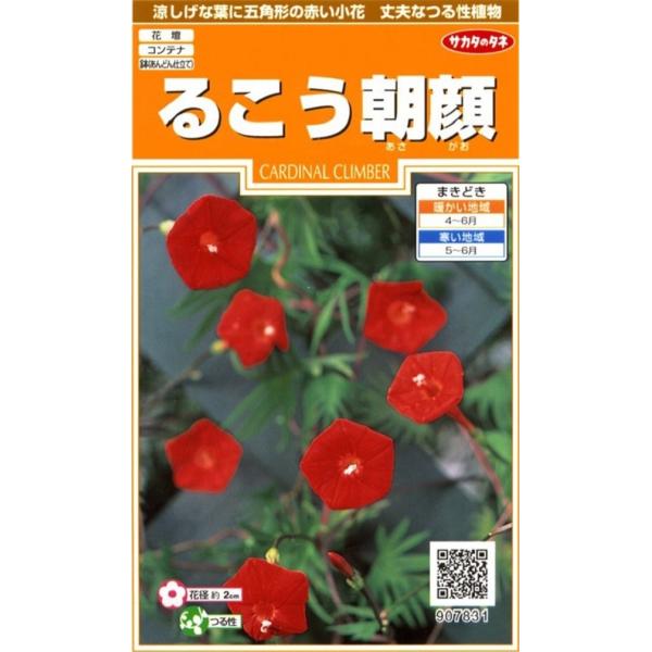 深い切れ込みの入った羽衣状の涼しげな葉に、花径2cmほどの小さく色鮮やかな赤い花を咲かせる、生育旺盛なつる性草花です。垣根や日よけに向くほか、つり鉢やあんどん仕立ての鉢植えにもできます。