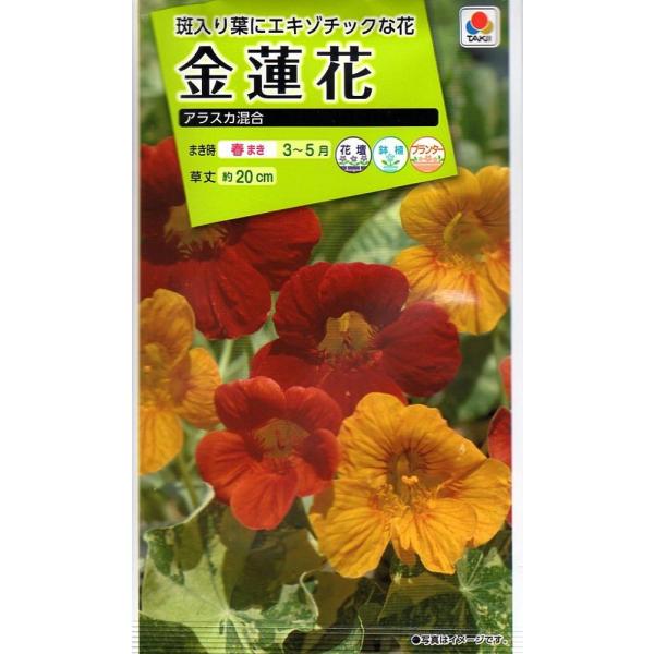 花も葉も楽しめるナスタチュームです。美しい斑入り葉と鮮やかな花色とが見事に楽しめる調和した混合種です。花は葉の下に隠れず、草姿もコンパクトにまとまる極早生の矮性種です。