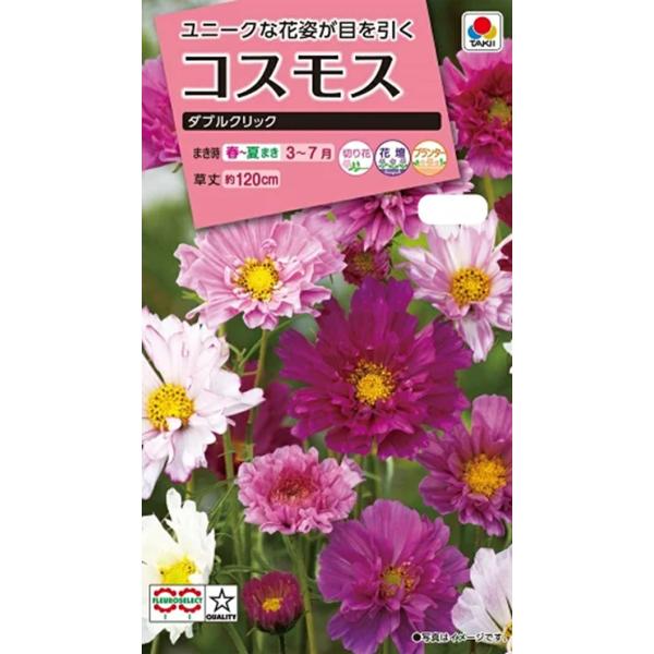 赤、ピンク、白の半八重〜八重の花が多く咲く混合品種です。丈夫で作りやすく草丈120cm程になります。花びらが重なるユニークな花で人目を引きます。一重の花が咲く場合もあります。