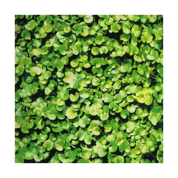 ヒルガオ科の多年草でほふく茎を伸ばして地面を広く覆います。耐陰性、耐湿性に優れ、やせ地でもよく生育するので、芝生が育たない場所のグランドカバーとして利用されます。また、土壌の侵食防止に役立ち、景観用にも優れています。耐寒性はやや劣ります。多...