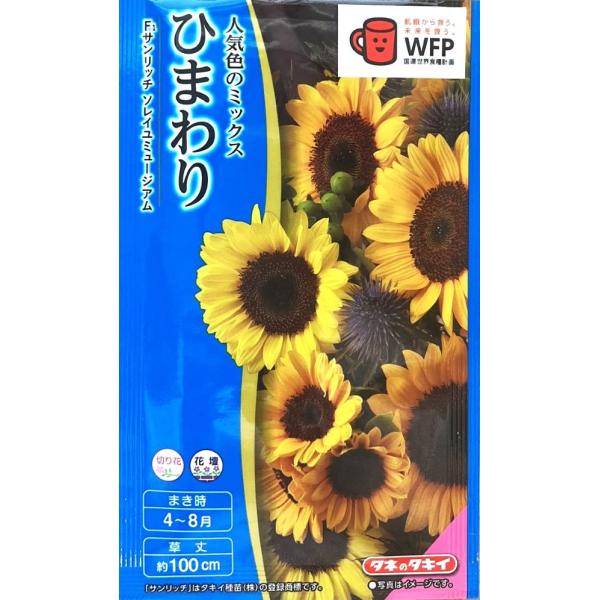 夏を代表する花、ひまわり。「ソレイユミュージアム」は、サンリッチシリーズから選んだ4品種の混合です。