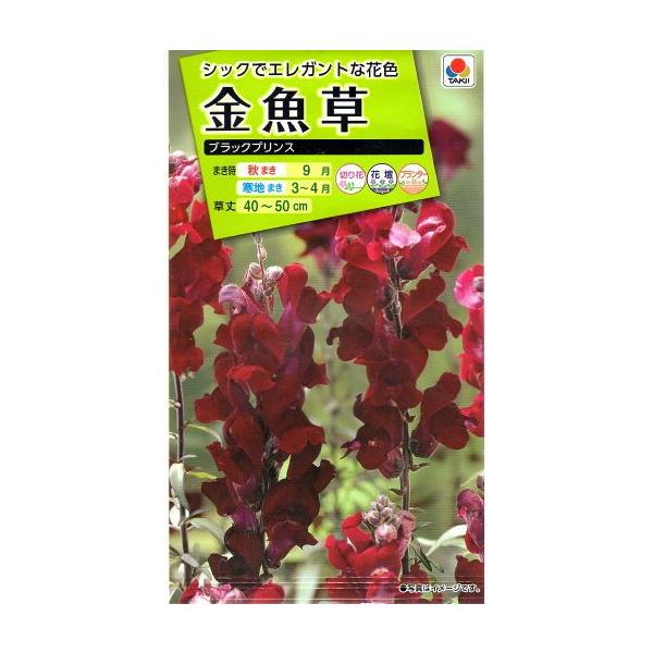 葉が濃い銅葉で、花はクリムゾン（濃い赤）。とても珍しいタイプの金魚草です。草丈40〜50cm程で、花壇だけでなく切花としても楽しめます。