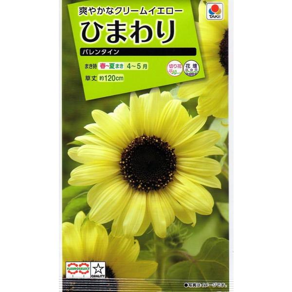 草丈1.2〜1.3mの中高性種。分枝性にすぐれ、花径10〜12cmの一重咲きの淡いレモンイエローの花を数多く楽しむことができます。