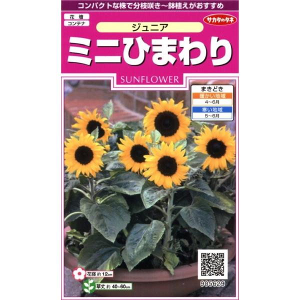 花色は黄色で中心部が黒褐色です。無花粉で花持ちがよく長い間楽しめます。花壇での草丈は60cmとわい性で、分枝咲きで病気に強い品種です。小さな鉢で草丈40cm程でかわいらしい鉢物にすることもできます。