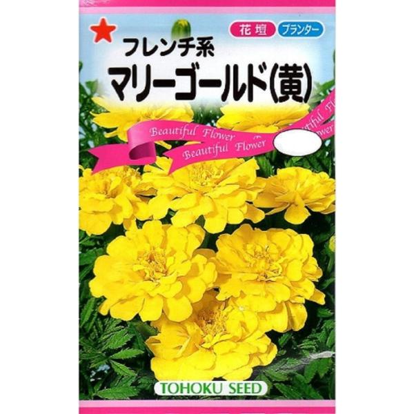 丈夫で育てやすい夏花壇に欠かせない草花で、草丈は低く枝分かれも多い多花性。<br>明るく鮮やかな印象で元気の出る黄色の花色です。<br>品種名：サファリイエロー