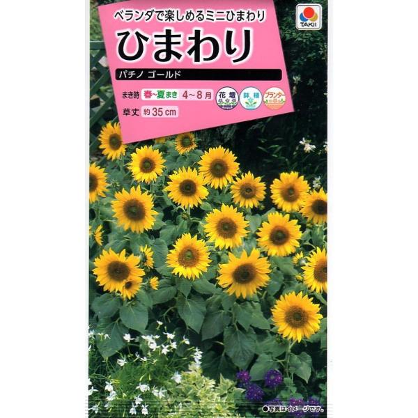 テーブルの上で観賞できるミニひまわりです。3〜4号鉢では草丈30〜40cm、花径10〜12cmになり、花壇植えでは草丈約50cm、花径15cm前後となります。タネをまいてから65〜85日で開花する極早生種です。