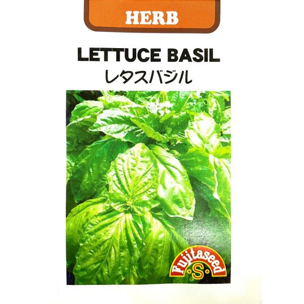 シソ科の一年草です。肉厚の波打った大きな葉で、料理の敷物やサラダなどに利用します。香りは通常のバジルよりもやわらかく癖がありません。別名ナポリターナとも呼ばれています。