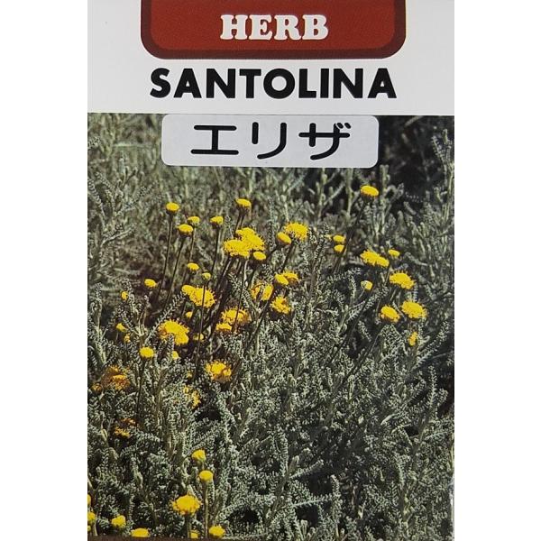 キク科の多年草で、草丈30〜50cmになります。開花は5〜7月頃で、黄色の花が咲きます。全草には甘い香りがあり、花壇や生け垣、ドライフラワーに、また染色にも利用します。乾燥葉はポプリやサーシェにして防虫に。また、ハーブティー、ハーブバスにも...