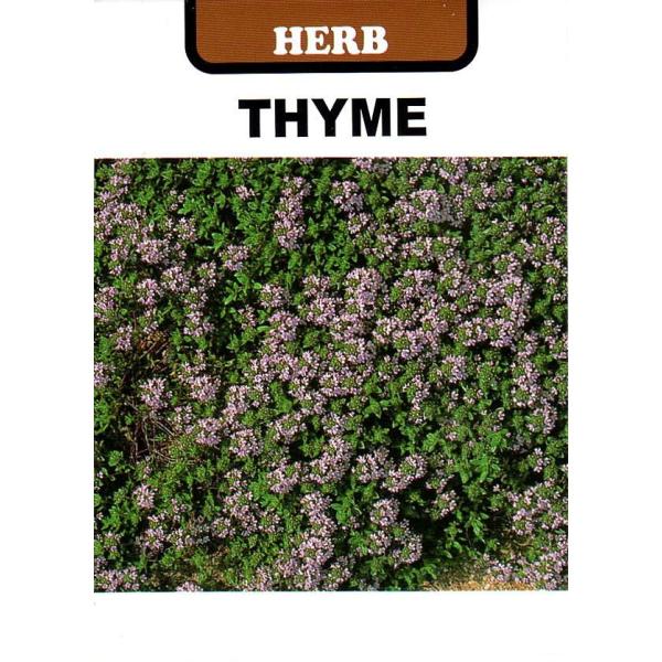 シソ科の多年草です。地面を這うように匍匐するタイムです。花がきれいなので、グランドカバーにも適しています。耐寒性があり育てやすいので、あまり栽培場所を選びません。ハーブティー、サラダ、花壇にと様々に楽しめます。