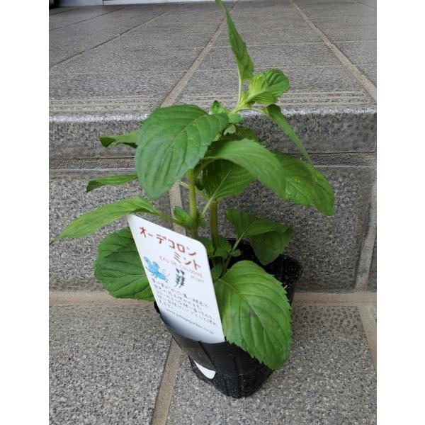 葉は紫がかった濃い緑色で、紫色の花を咲かせます。コロンのような強い香りをもち、特に虫除けハーブとして使われます。