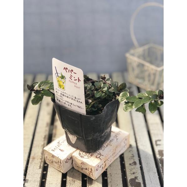 メントールのキリっとした香りがあり、殺菌効果があると言われています。ハーブティーや料理など幅広い用途で使います。